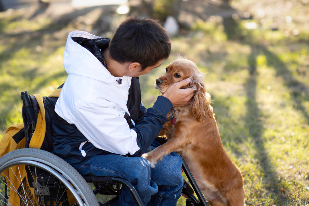 Evolution of Service Animals: From Ancient Allies to Partners