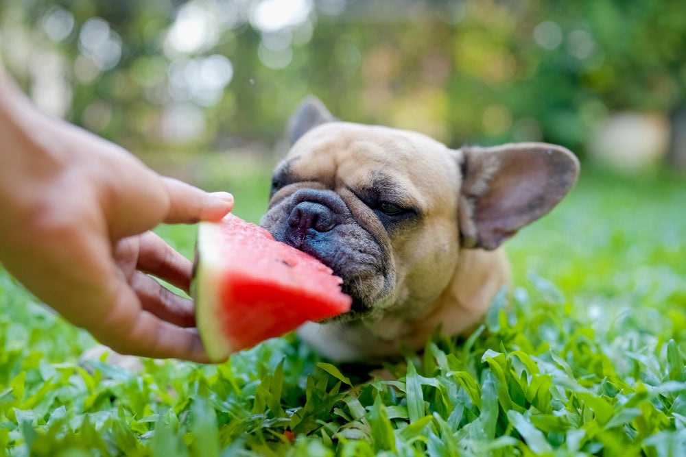 Canine Culinary Preferences: Unveiling Canine Taste Perceptions