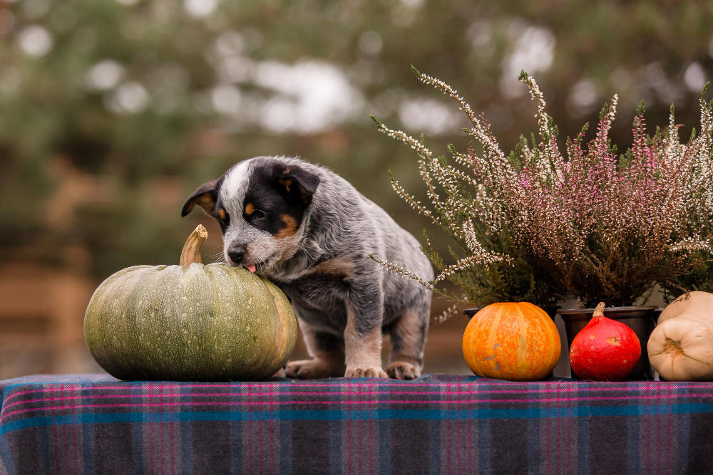 Pumpkin 101 for Dogs: Nutritional Benefits and How to Incorporate It