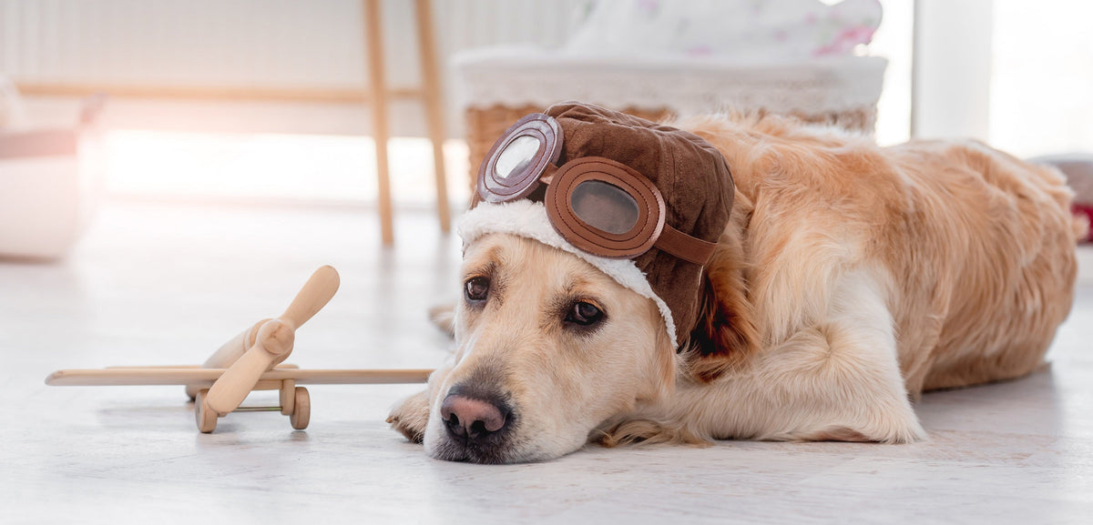 Flying with Your Psychiatric Service Dog (PSA): A Comprehensive Guide