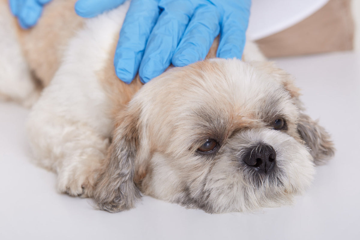13 Signs of a Medical Emergency in Dogs and What You Should Do