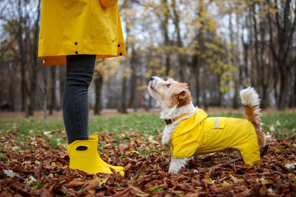 Walking a Dog in the Rain: Tips for Happy, Safe Pets