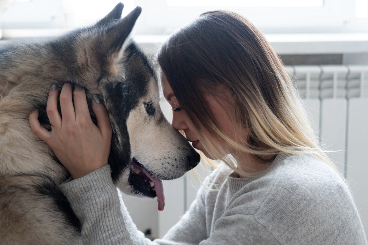 Everything you need to know about Service Dogs for Anxiety