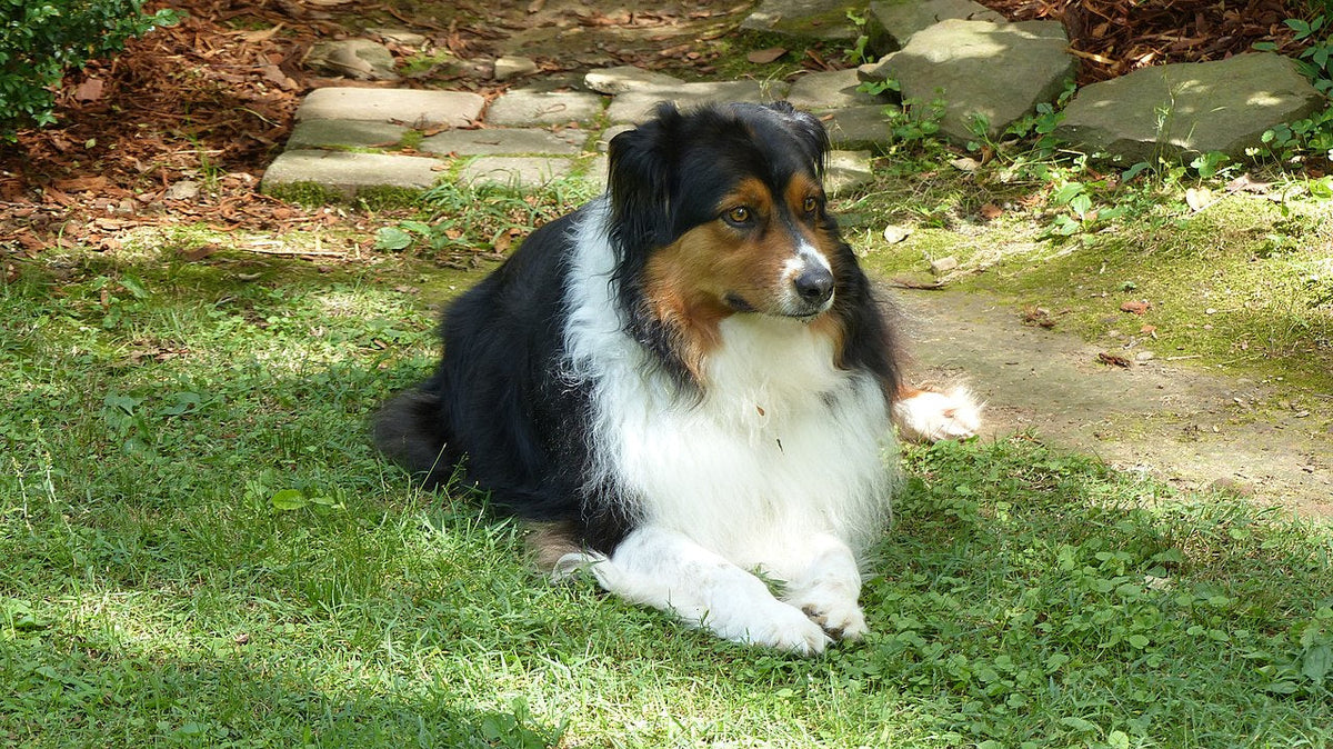 Discover the Australian Shepherd Breed - A Versatile Dog