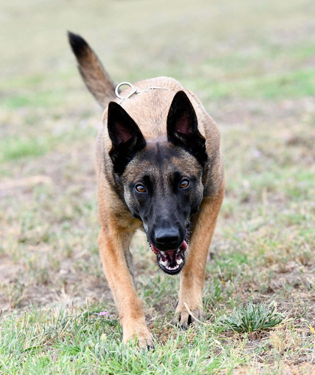 Discover the Belgian Malinois - Traits, History, and Care