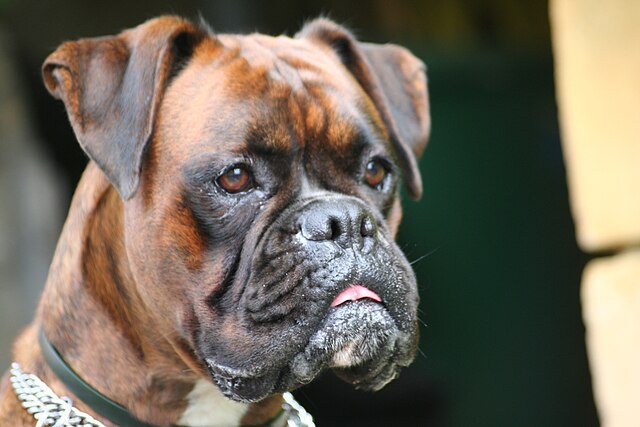 Boxer Dog Breed - Strong, Energetic and Elegant Companions