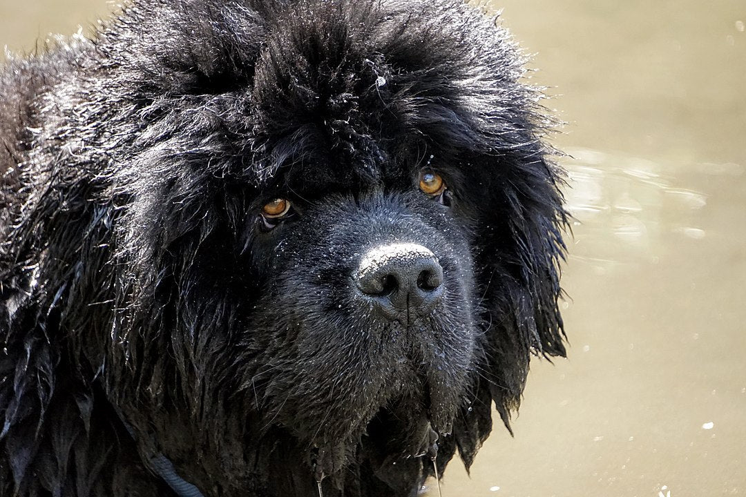 Newfoundland Breed Guide: History, Traits, and Care Tips