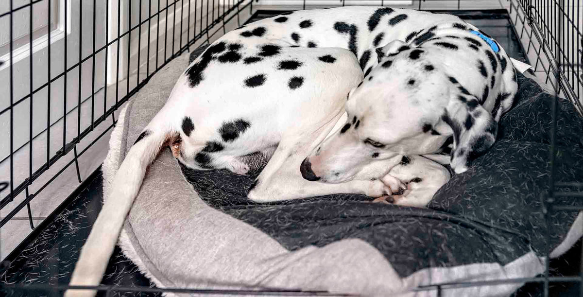 Crate Training Tips: Creating a Safe & Comfy Den for Your Dog